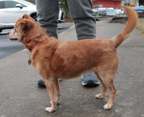 Services — Shelter Animals Rescue Group, Inc.