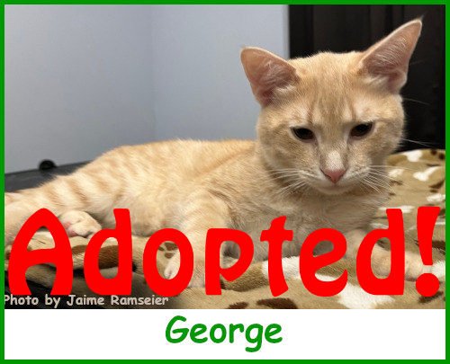 Services — Shelter Animals Rescue Group, Inc.