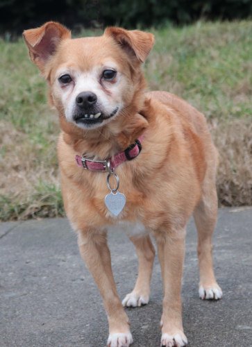 Services — Shelter Animals Rescue Group, Inc.