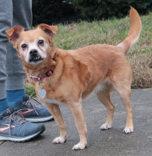 Services — Shelter Animals Rescue Group, Inc.