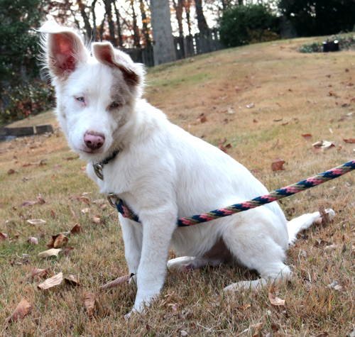 Services — Shelter Animals Rescue Group, Inc.