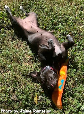 Services — Shelter Animals Rescue Group, Inc.