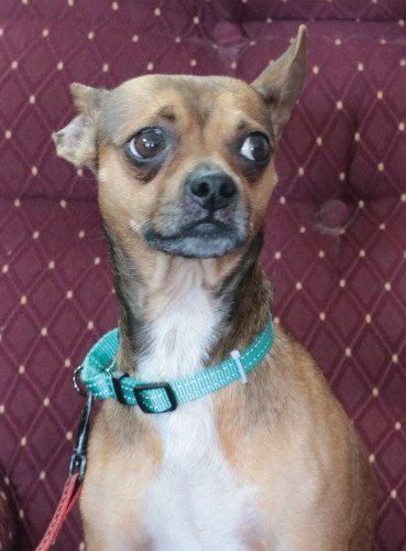 Services — Shelter Animals Rescue Group, Inc.