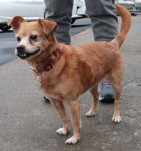 Services — Shelter Animals Rescue Group, Inc.