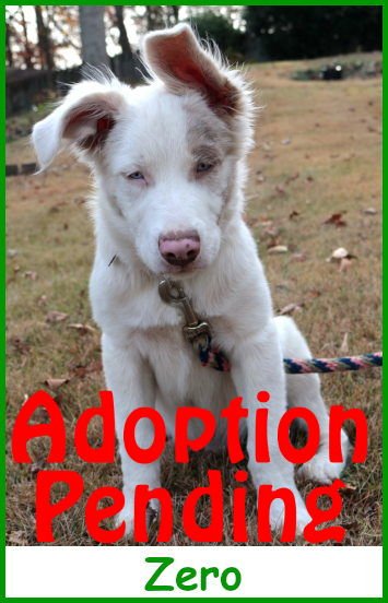 Services — Shelter Animals Rescue Group, Inc.