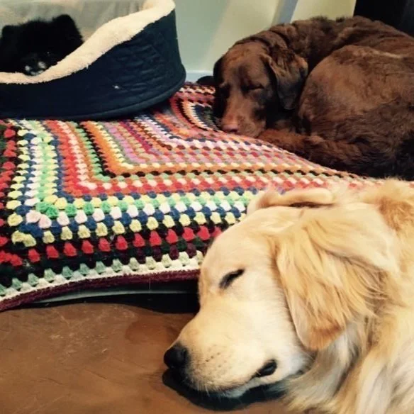 Meadowsweet Inn for Dogs