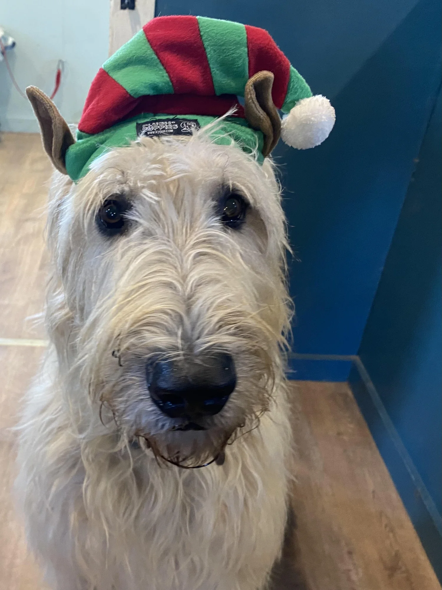 Meadowsweet Inn for Dogs