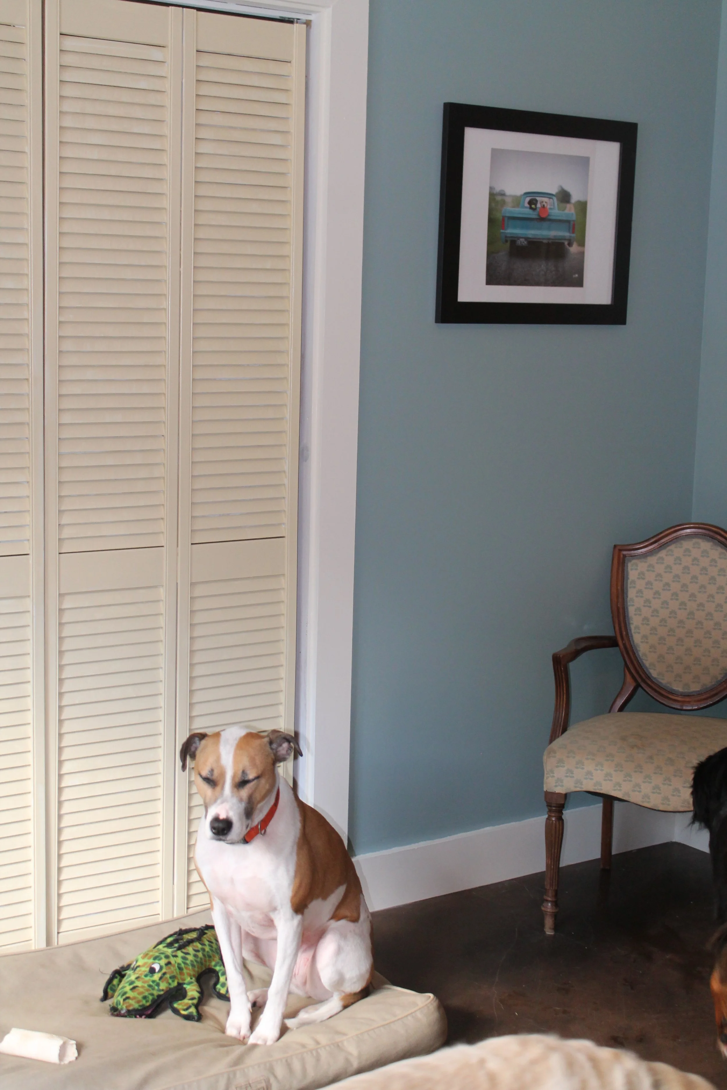 Meadowsweet Inn for Dogs