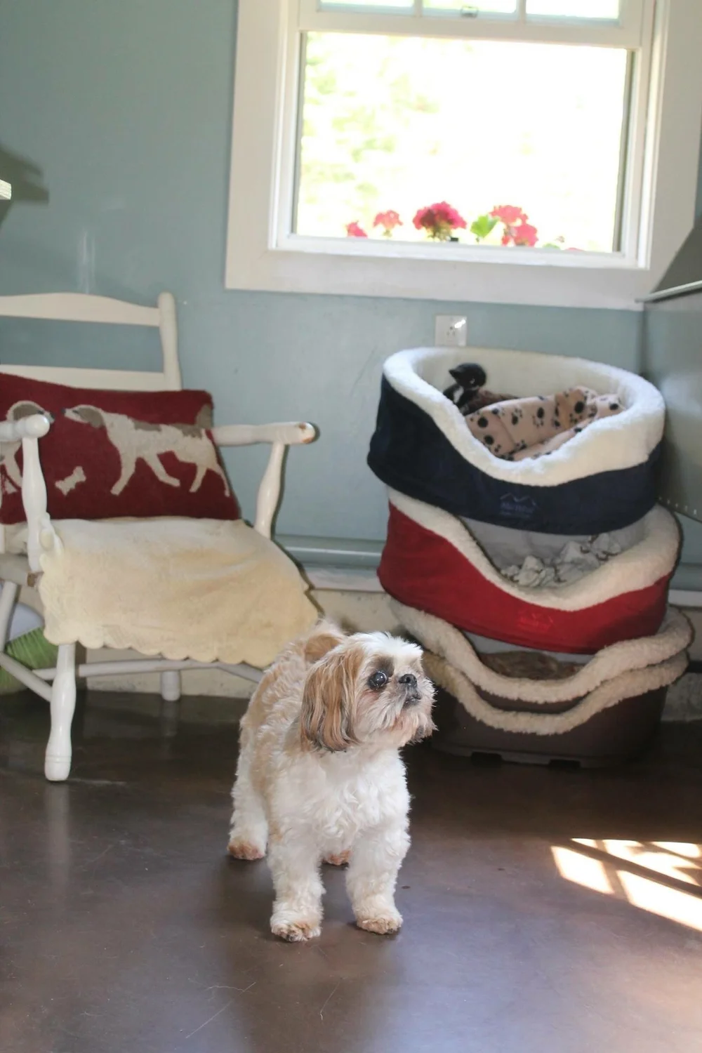 Meadowsweet Inn for Dogs