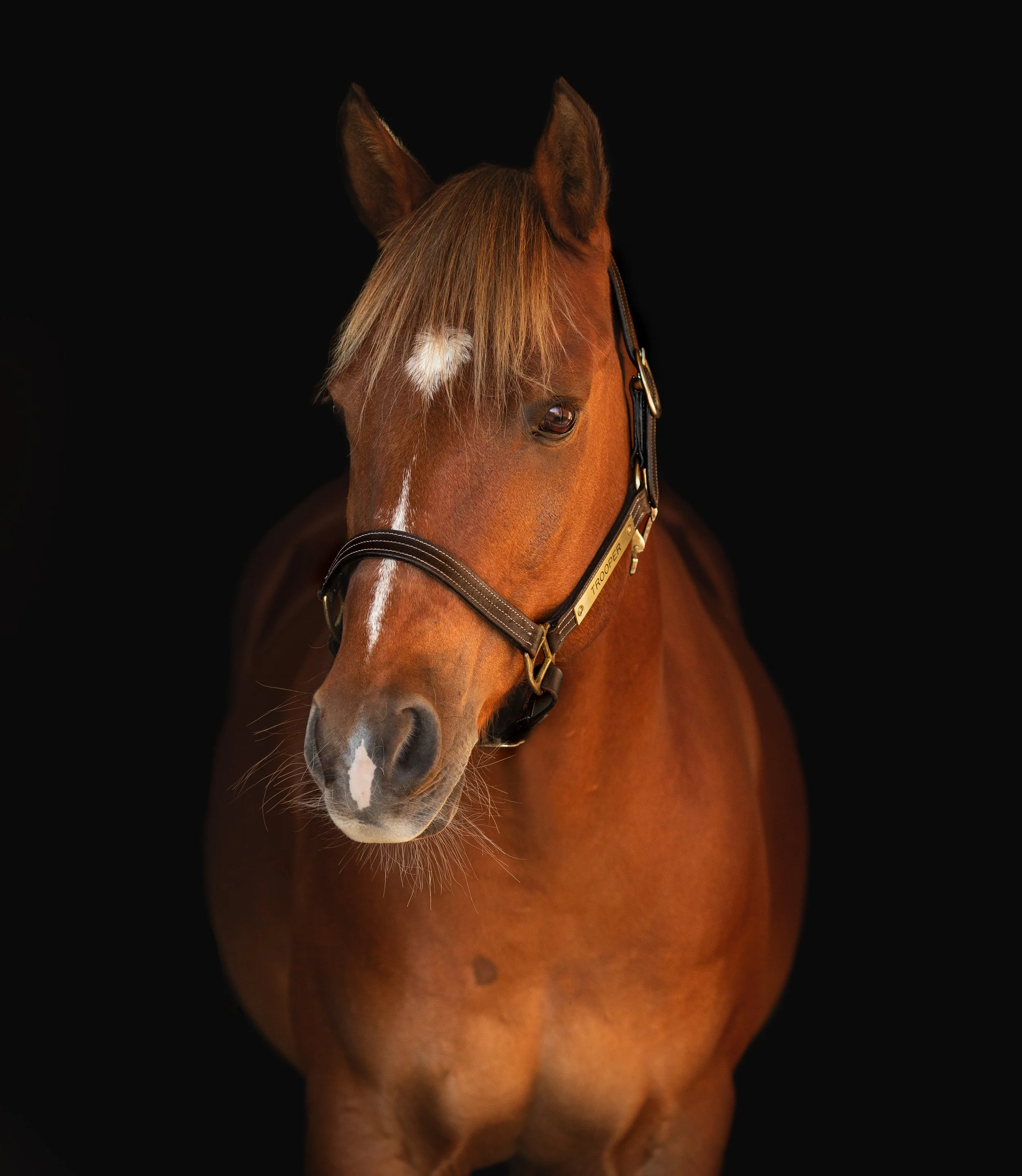 Piper & Trooper — Stacy Tierman Photography