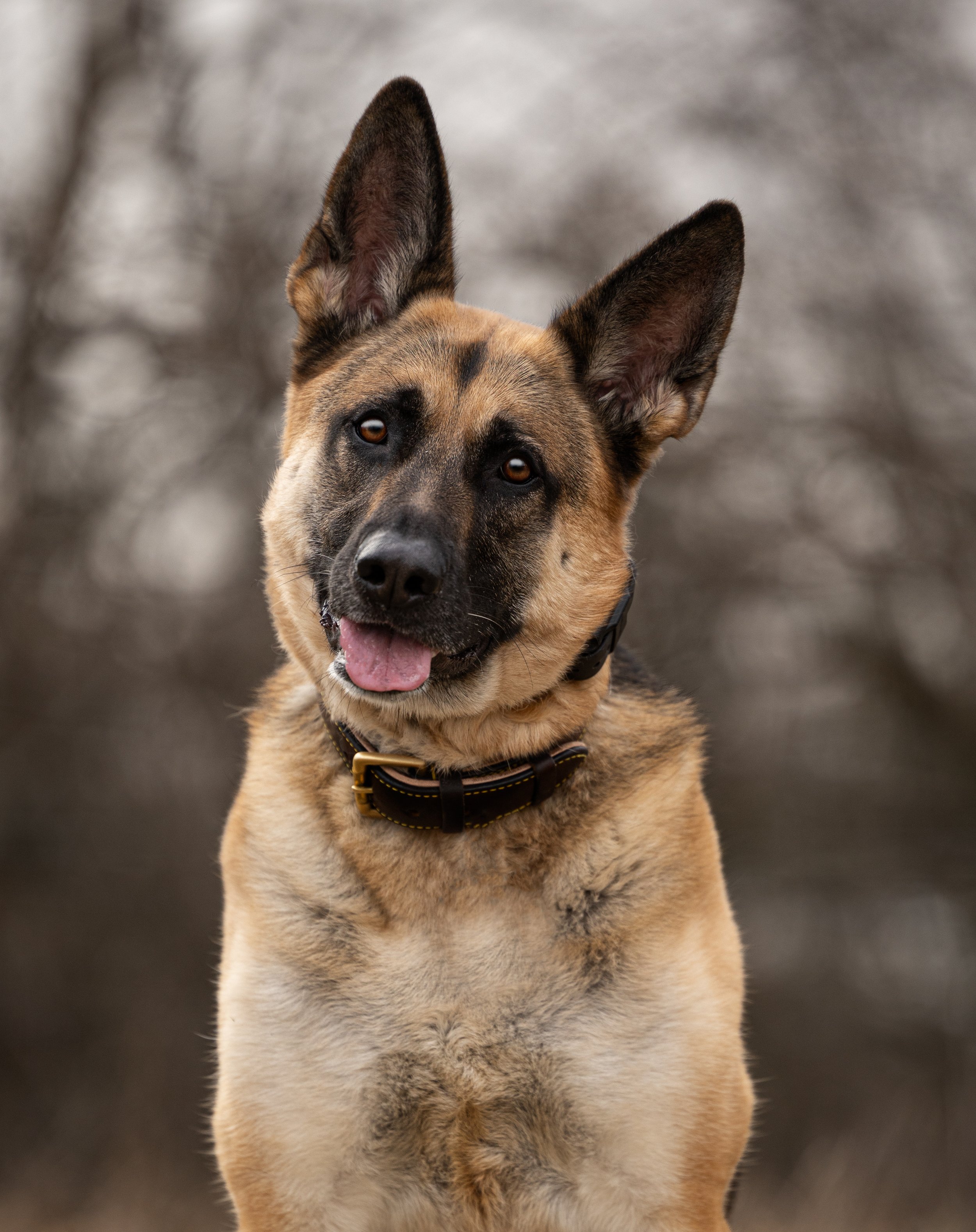 Wisconsin Equestrian and Pet Photographer