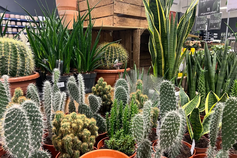 Plantehallen - Vi har plantene, bare billigere!