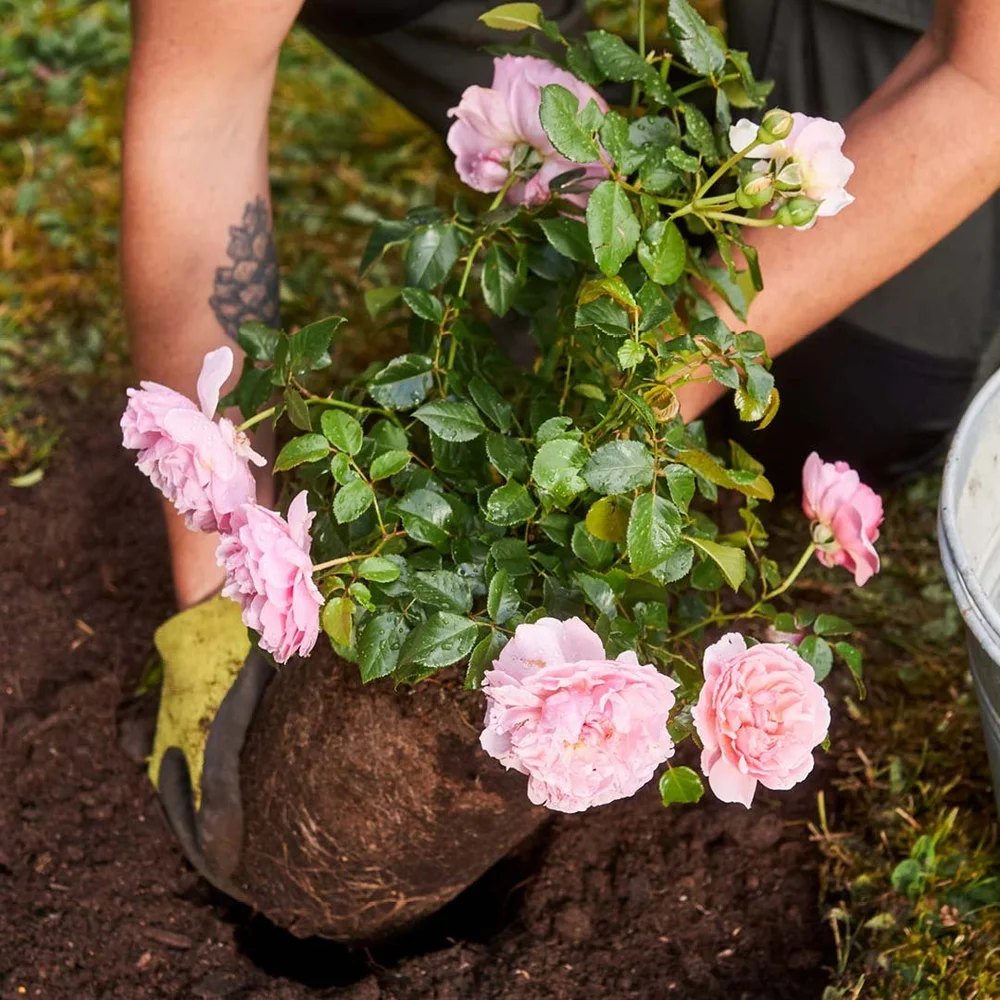 Slik-planter-du-roser - Plantehallen Norge