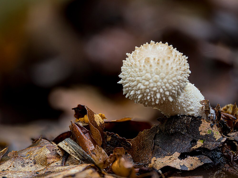 Fungi Foray — Devizes Photography Club