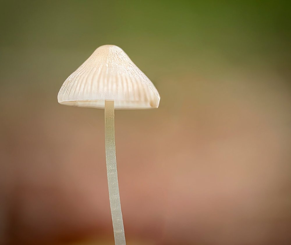 Fungi Foray — Devizes Photography Club