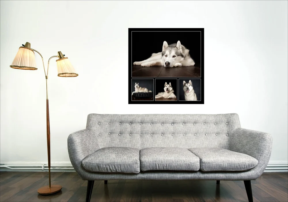 Dog Photography Sessions — Telling Tails Studio