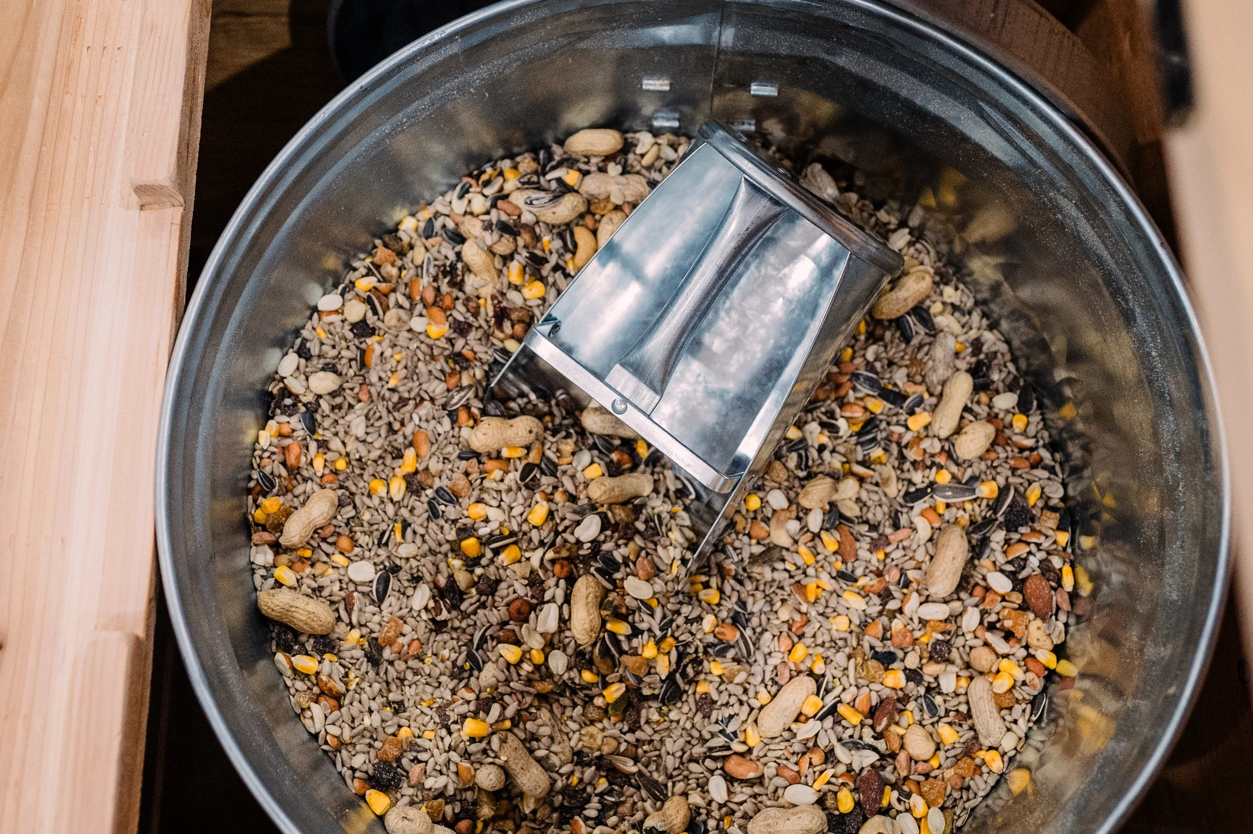 House Finch Suburban Nature Store - birdseed, birding & nature supplies