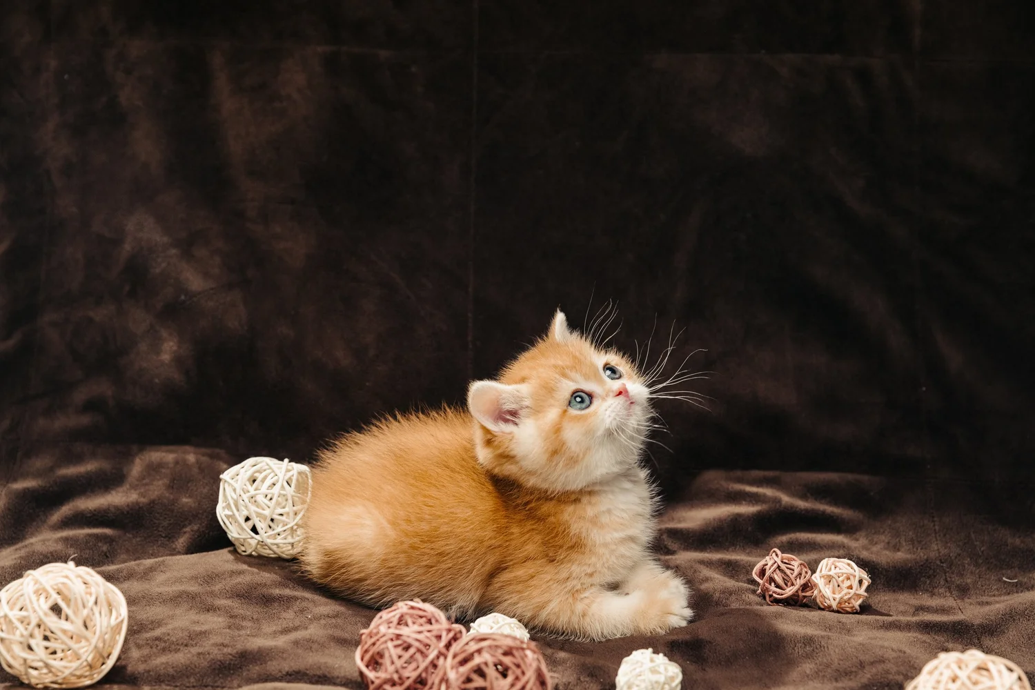 About Scottish Cat Care — Scottish Fold Kittens in Vancouver Washington ...