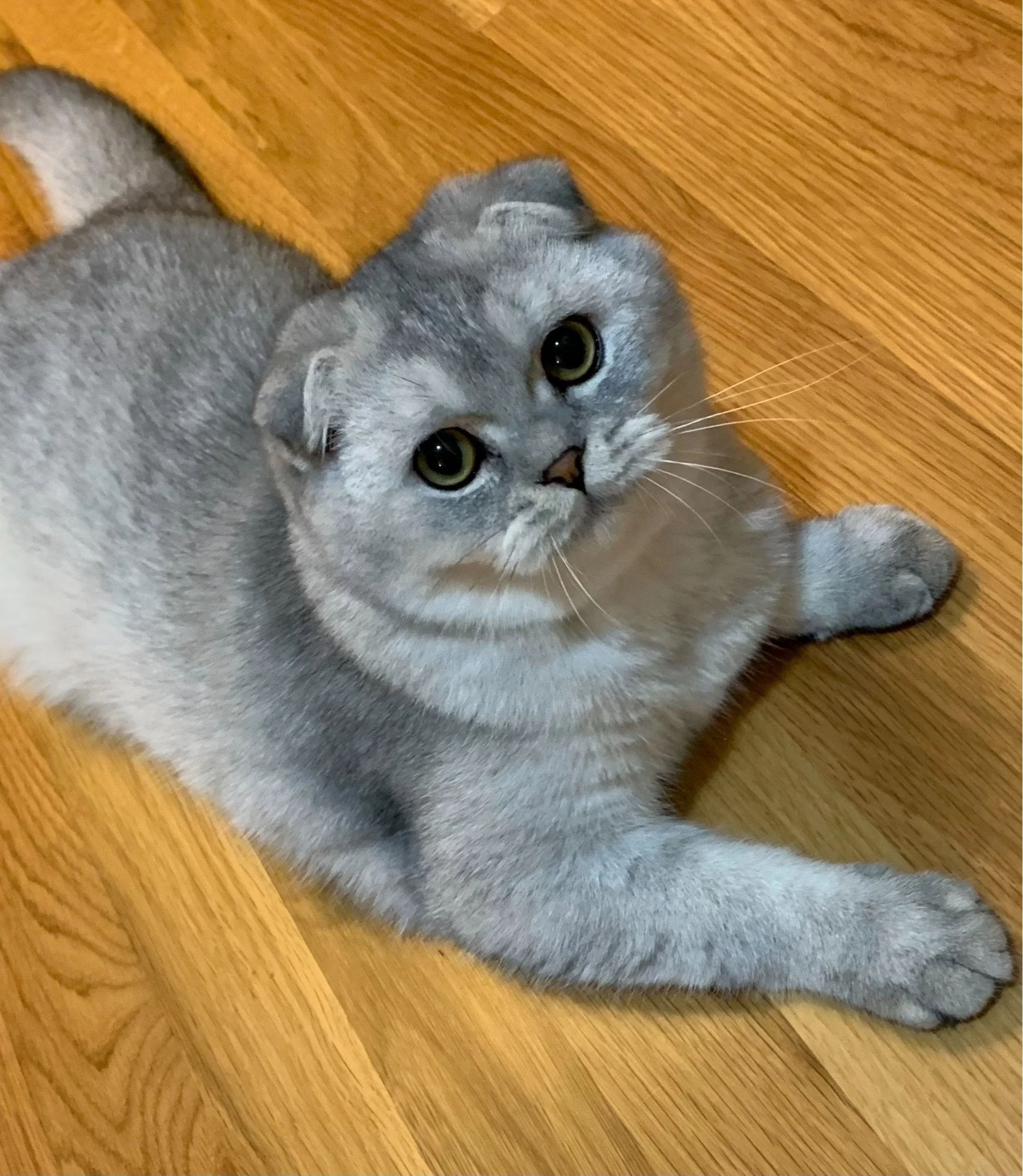 Information about stud and queen of scottish straight fold kittens for ...