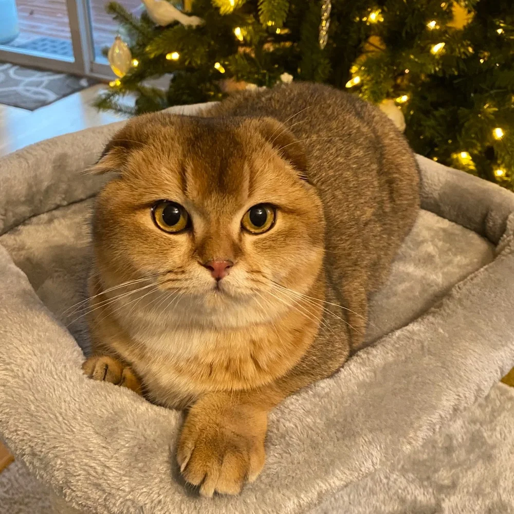Information about stud and queen of scottish straight fold kittens for ...