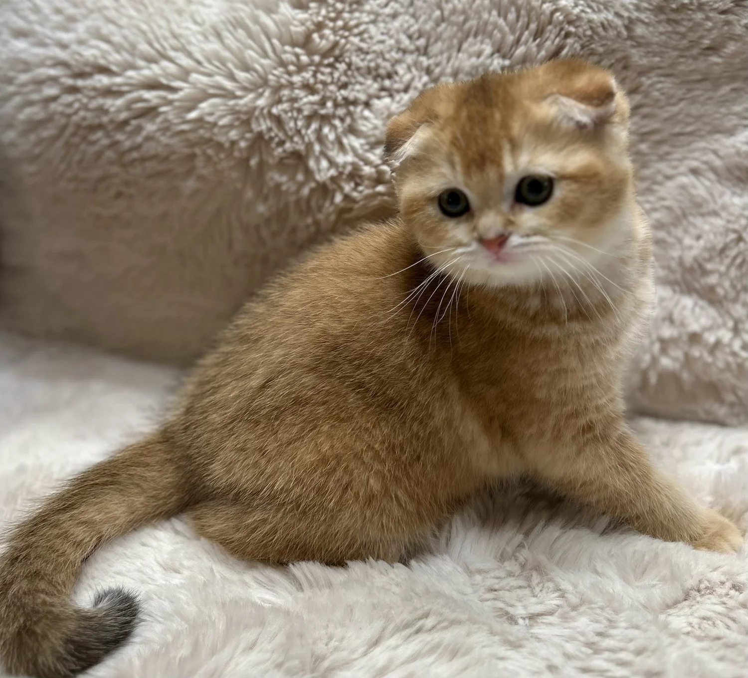 Meet The Kittens — Scottish Fold Kittens in Vancouver Washington and ...