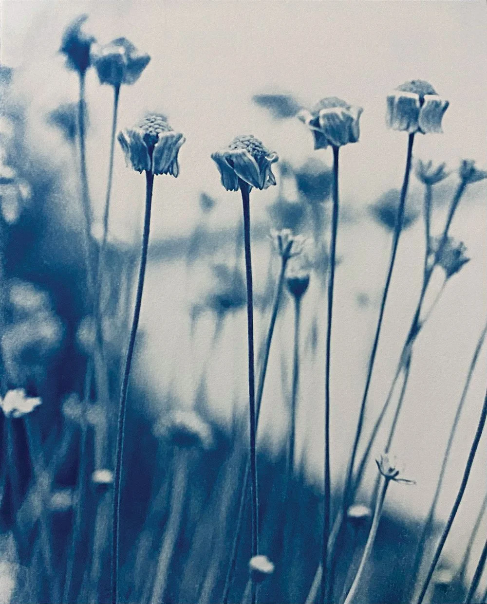 Cyanotype — Myers Fine Art Photography