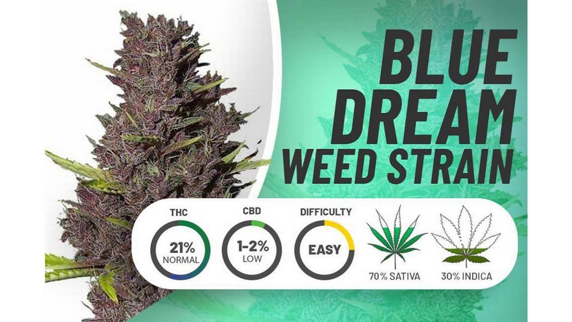 Strain Spotlight: Blue Dream — Kentucky Cannabis Clinic