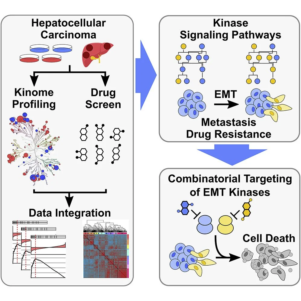 Publications — GOLKOWSKI LAB