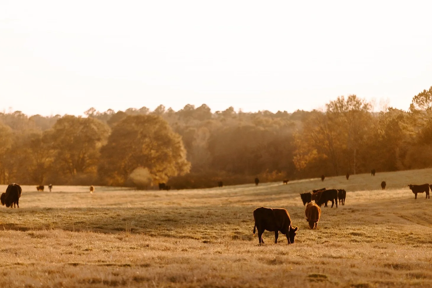 The Beef Brief — Silo Springs Ranch