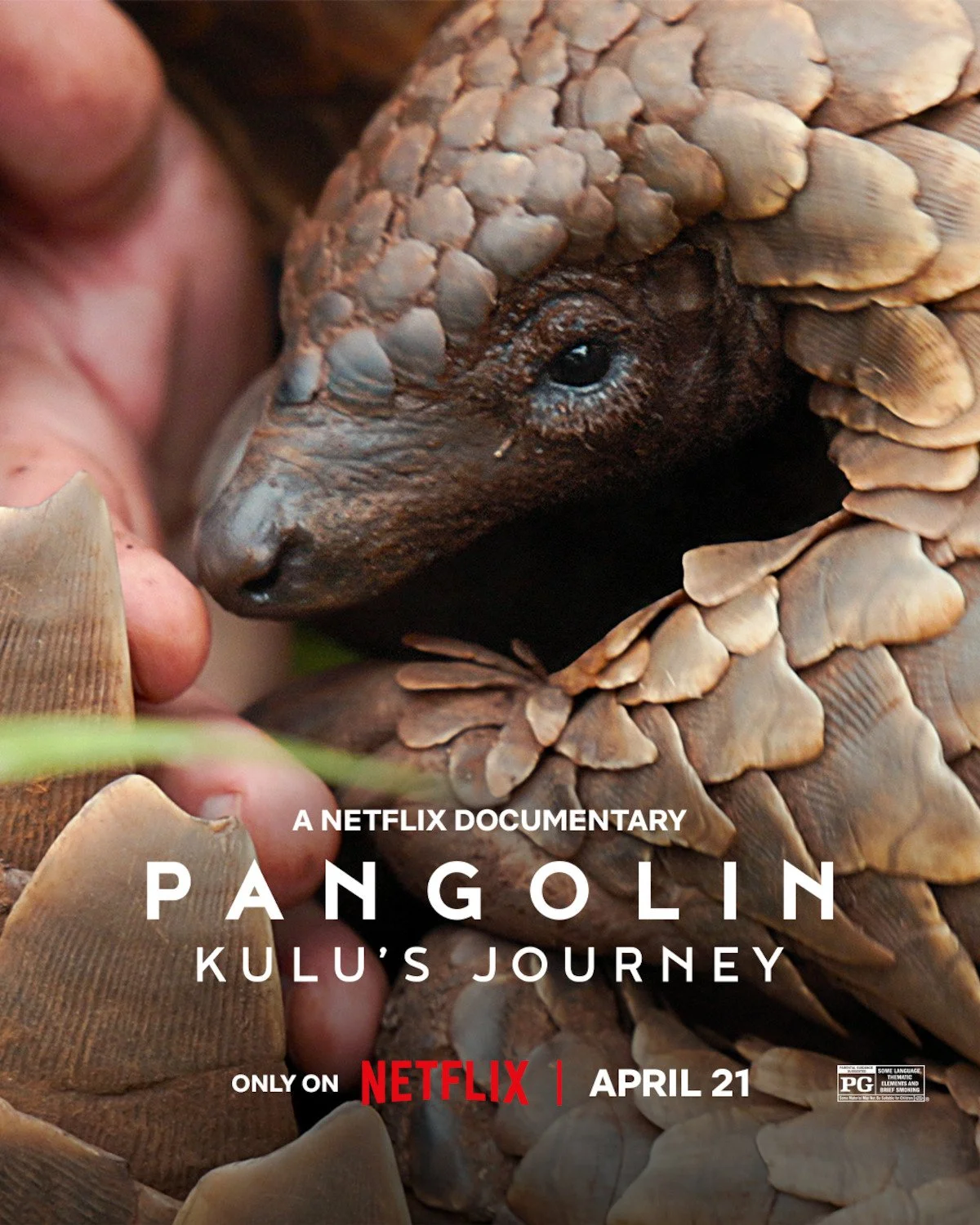 Netflix Releases Official Trailer, Poster for Documentary PANGOLIN ...