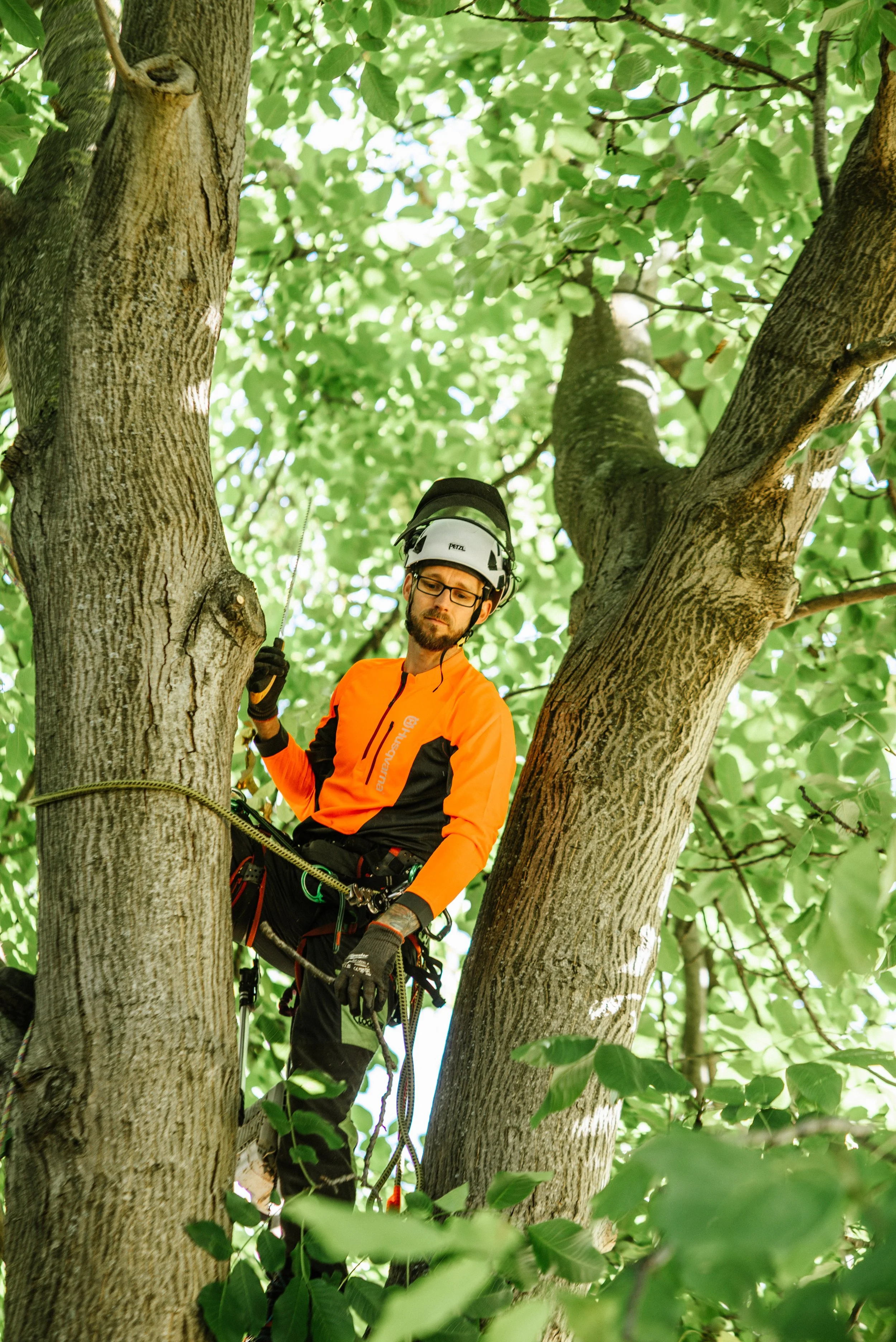 Rowe Tree Care
