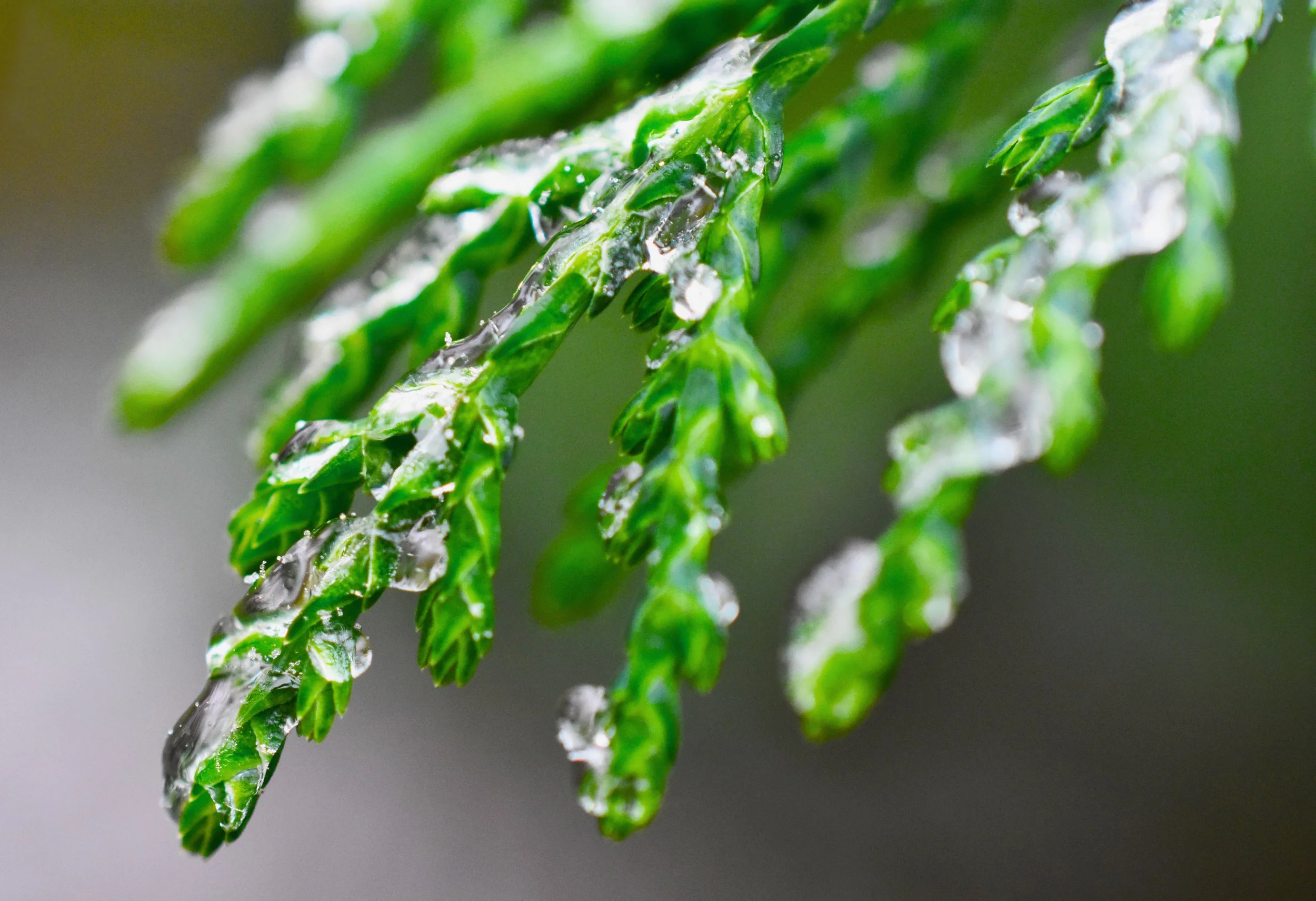 Emily Aranda Photography