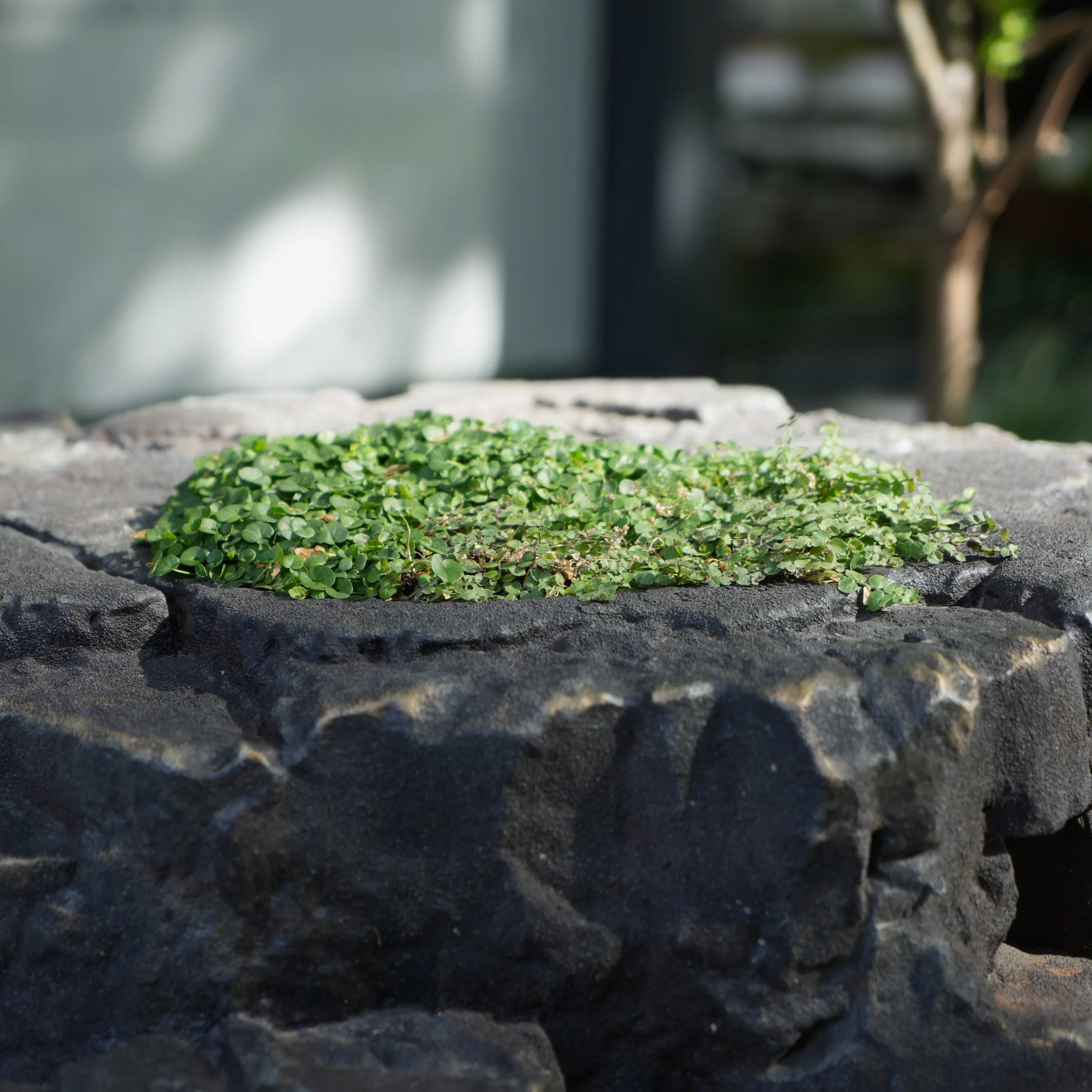 Jamie North — MERIDIAN SCULPTURE