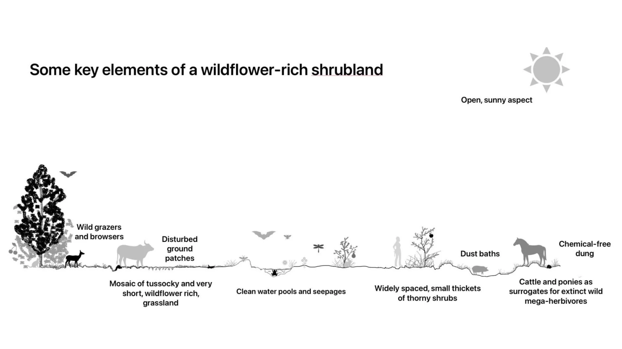 Shrike Shrublands — Steve Jones : Wild Writer