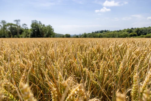 Crop trading for Buyers — Hectare Trading | The online marketplace for ...