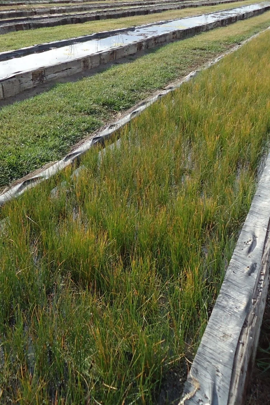 About 1 — North Fork Native Plants