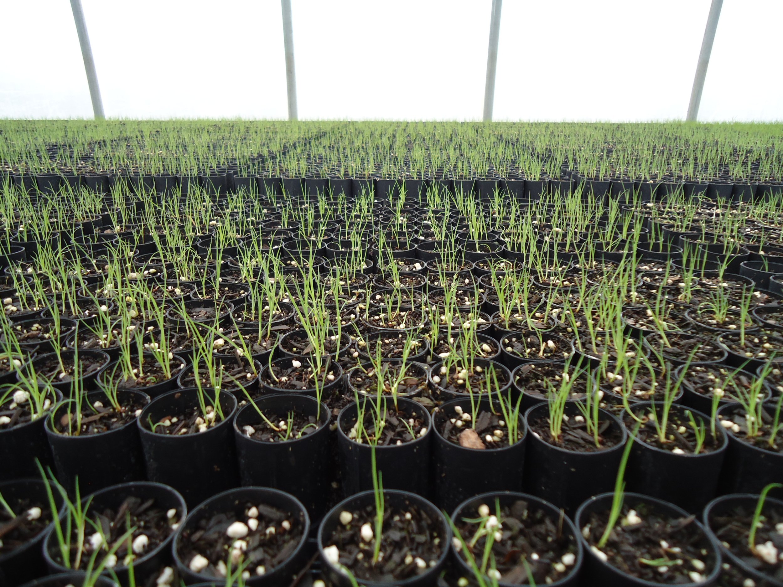 About 1 — North Fork Native Plants