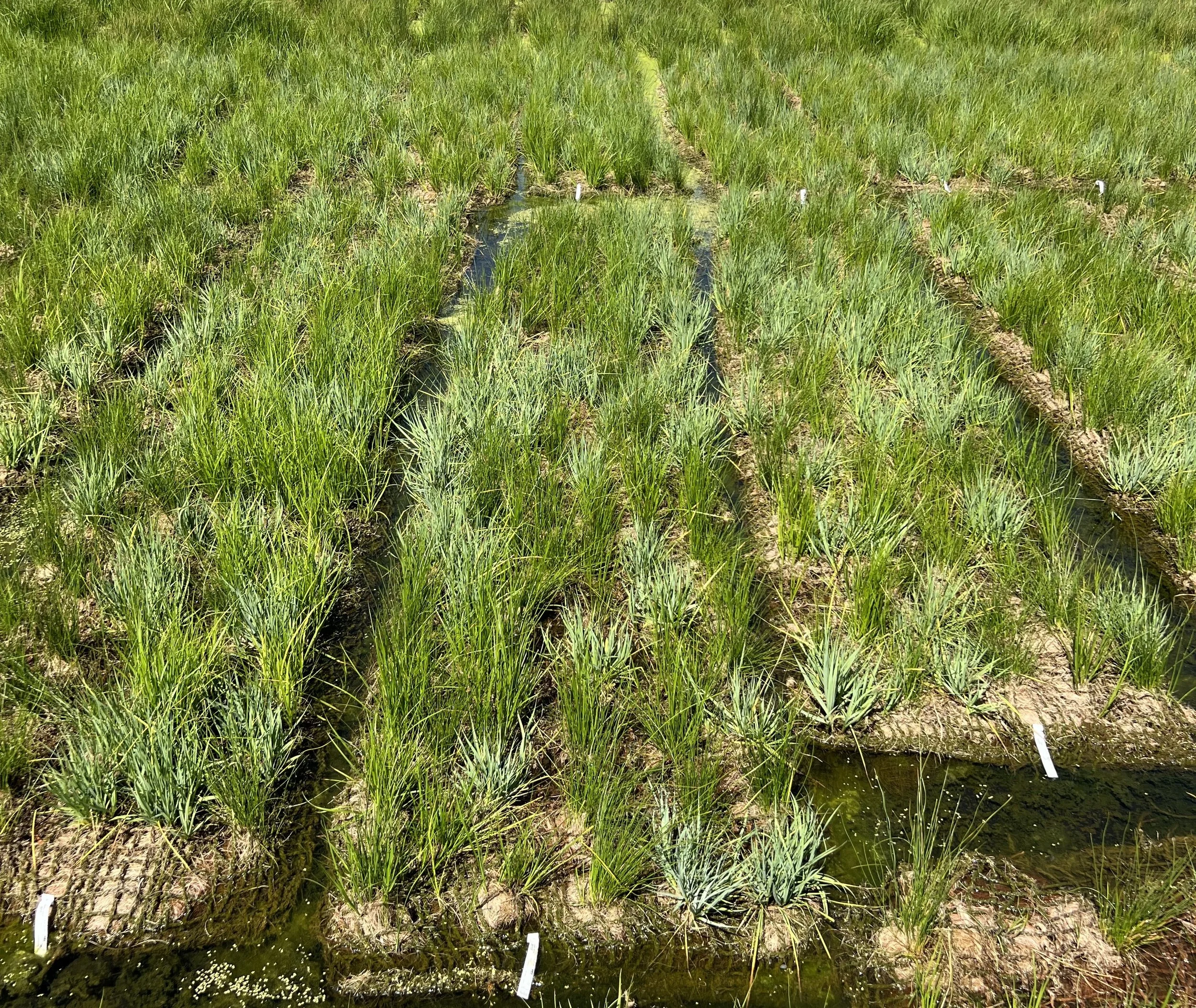 Wetland Sod — North Fork Native Plants