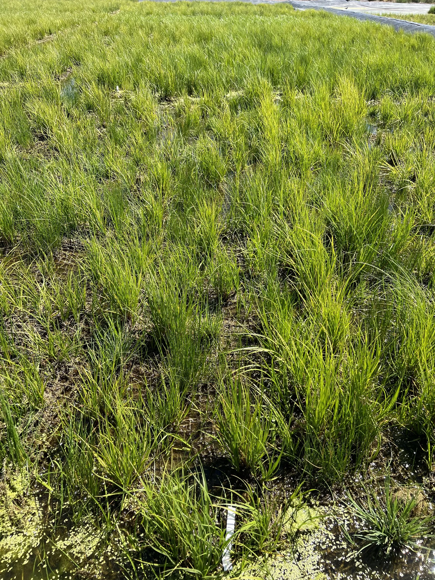 Wetland Sod — North Fork Native Plants