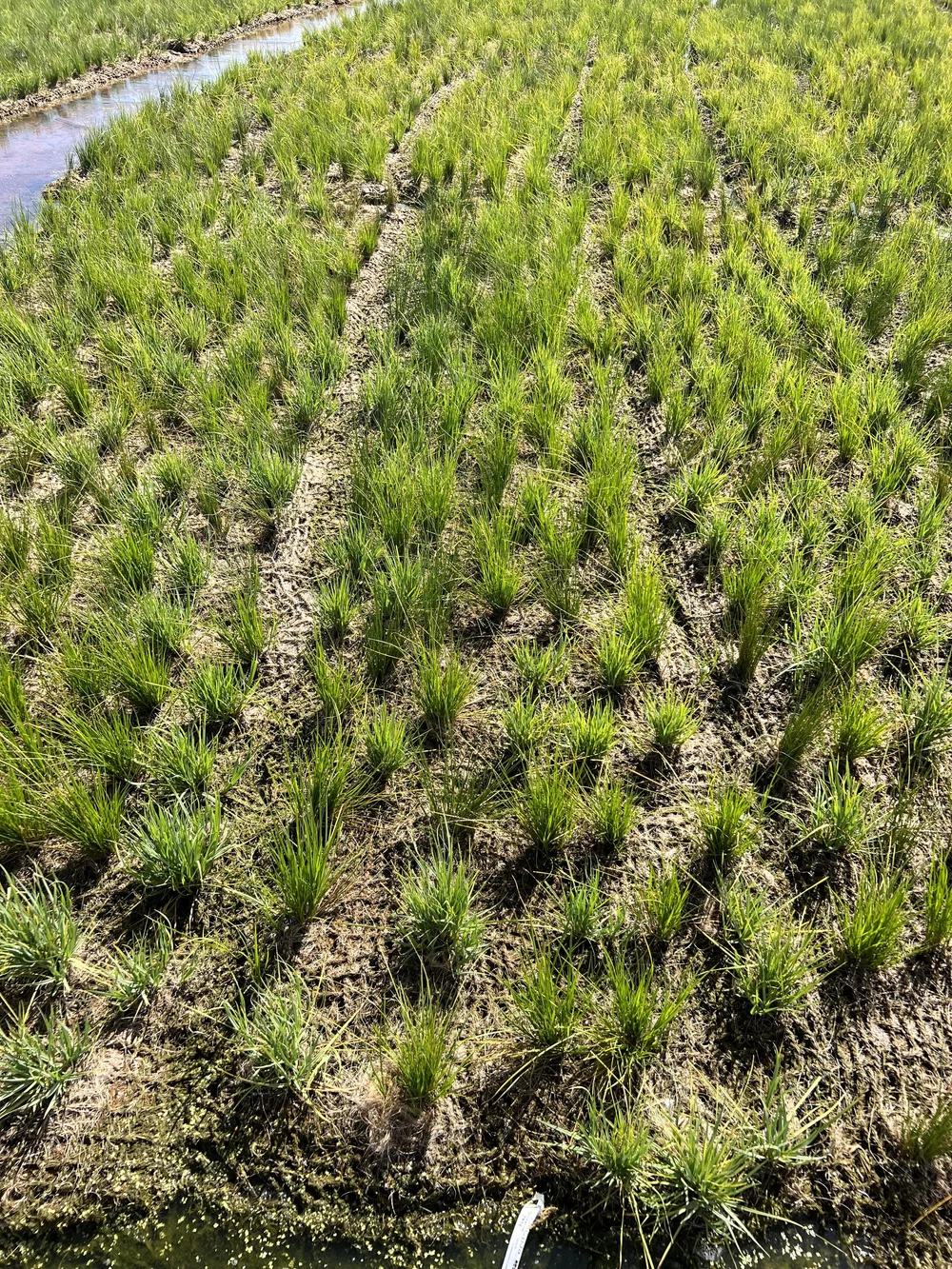 Wetland Sod — North Fork Native Plants
