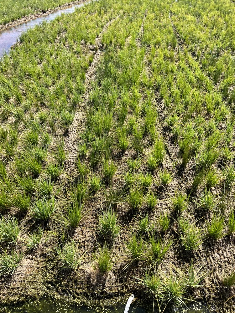 Wetland Sod — North Fork Native Plants