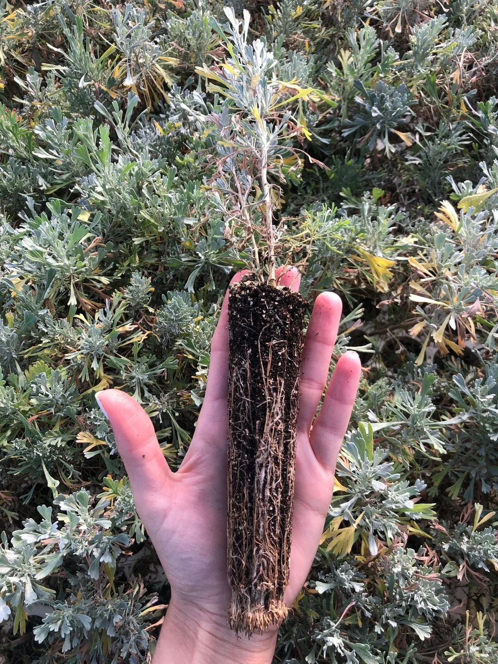 North Fork Native Plants