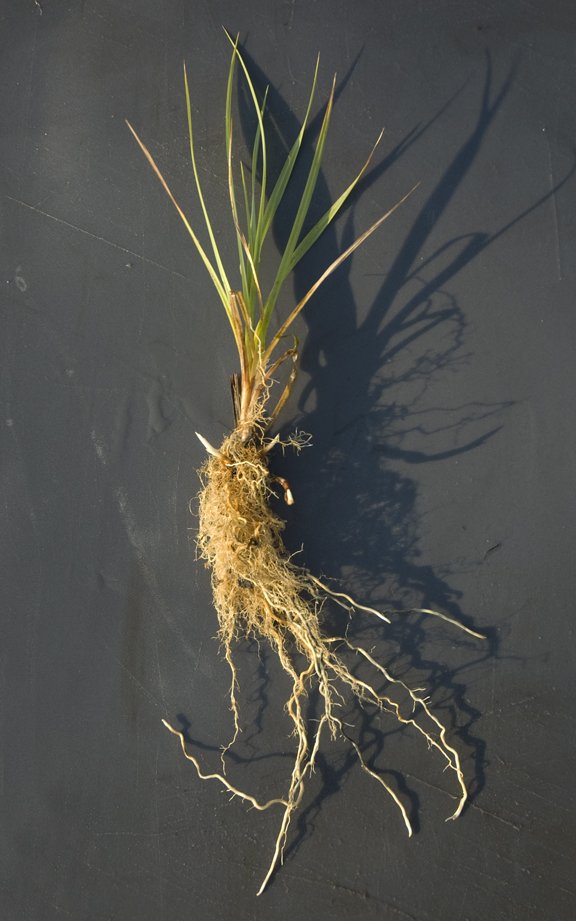 Plant Availability — North Fork Native Plants