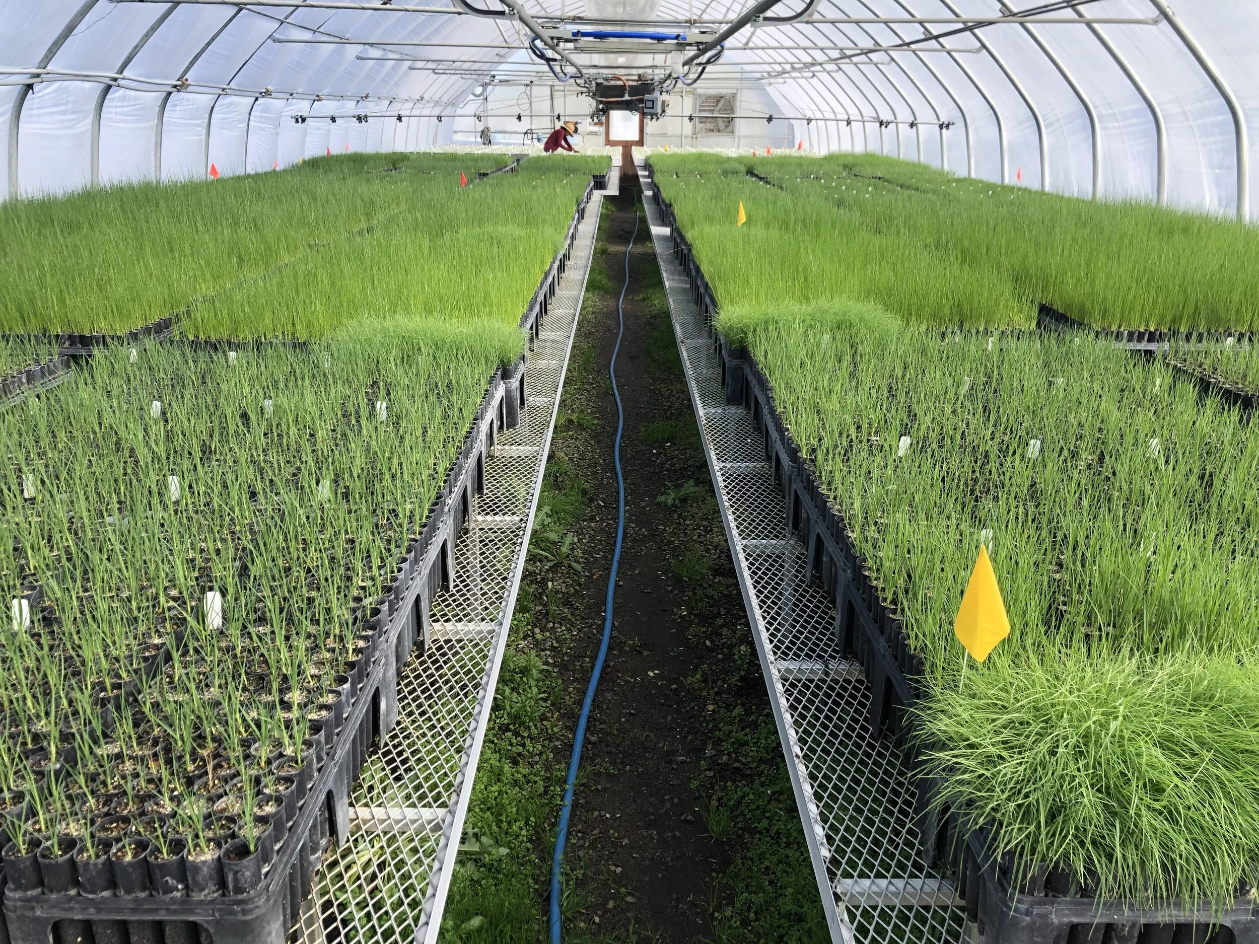 Restoration Services — North Fork Native Plants