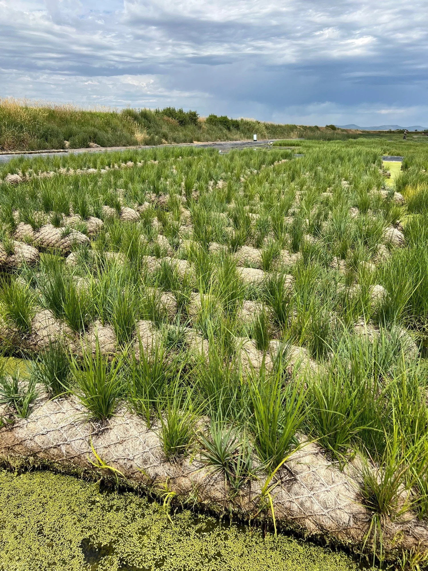 Custom Growing Services — North Fork Native Plants