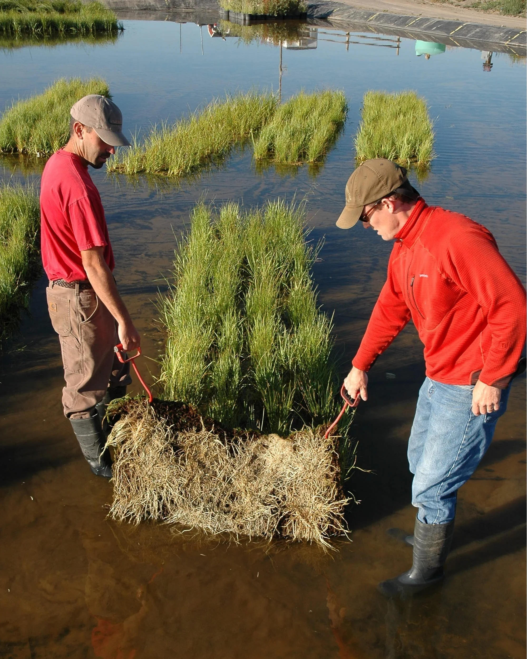 Wetland Sod — North Fork Native Plants