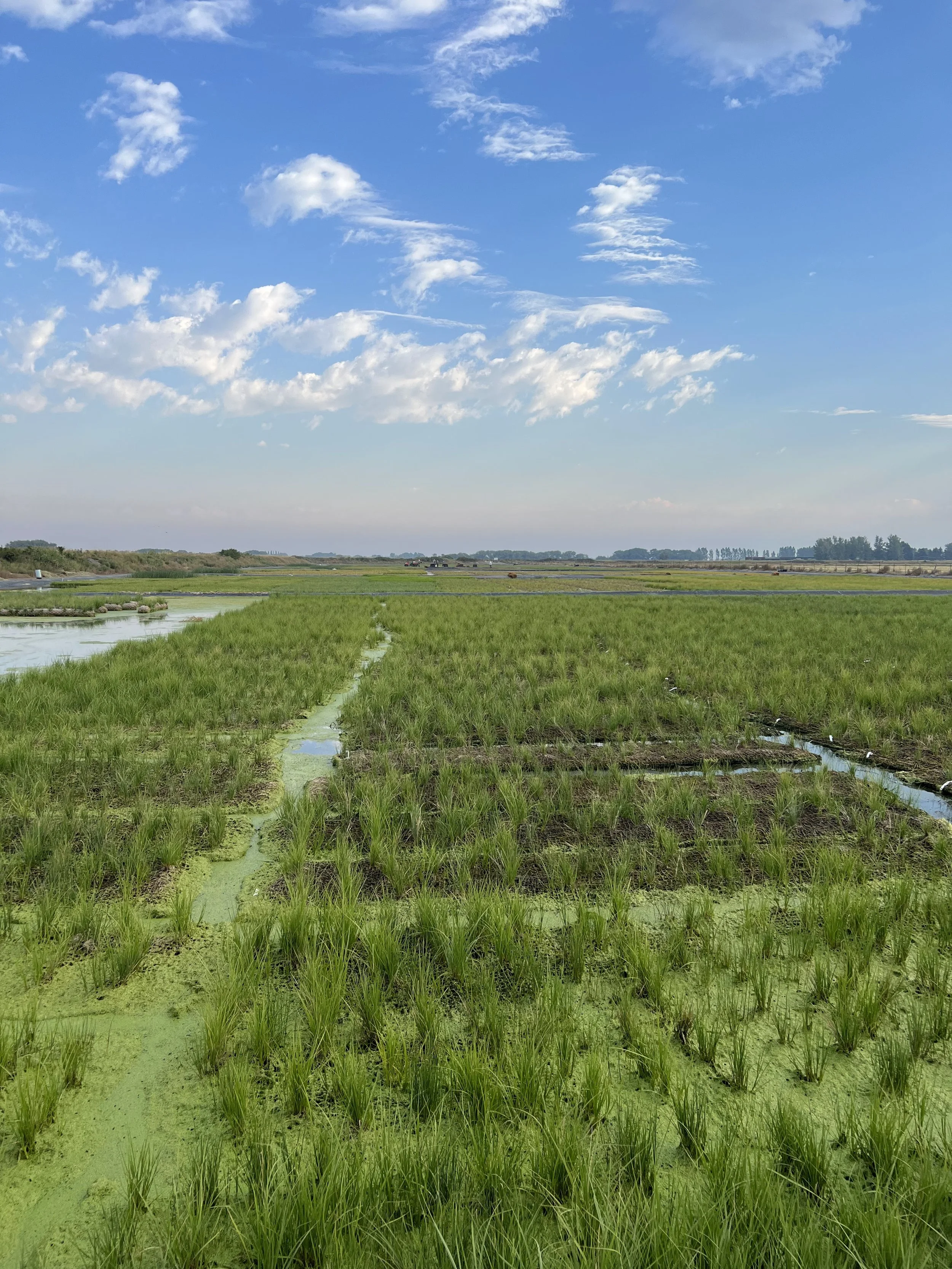 Wetland Sod — North Fork Native Plants