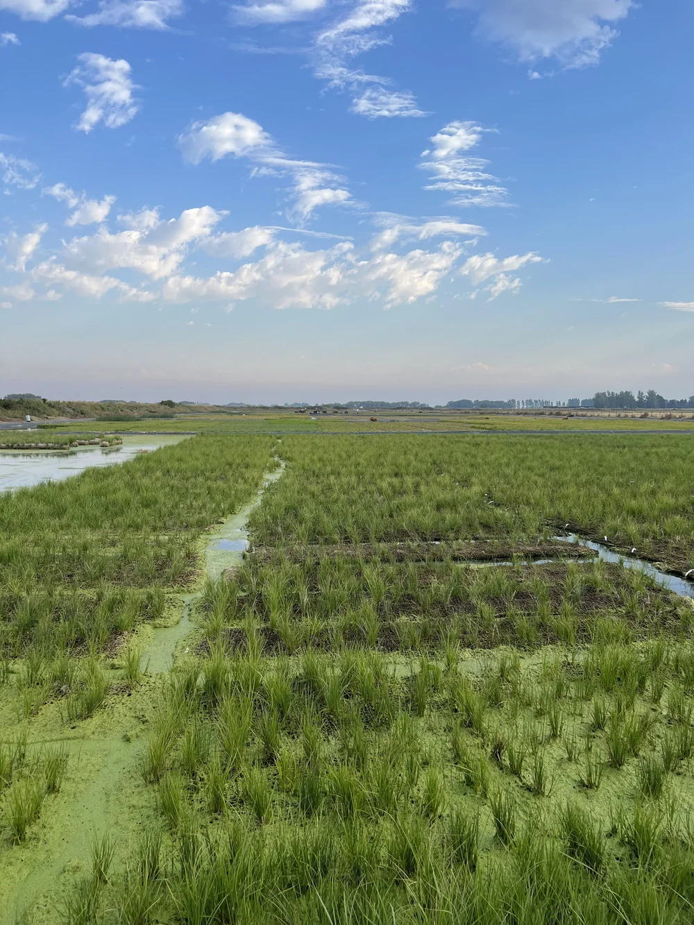 Wetland Sod — North Fork Native Plants