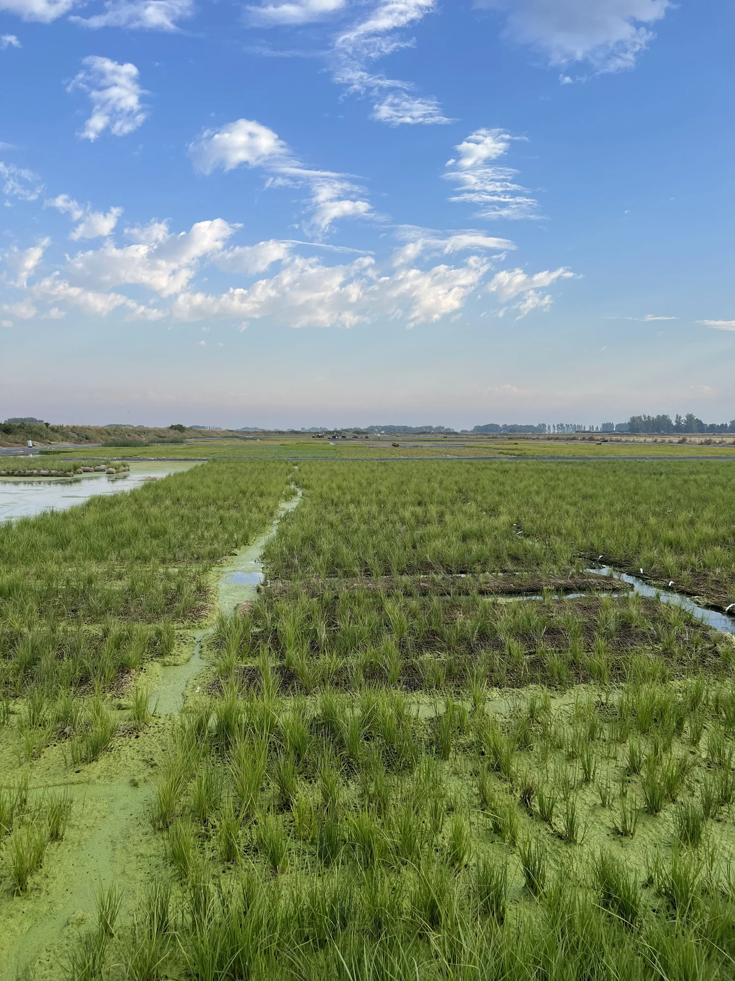 Wetland Sod — North Fork Native Plants