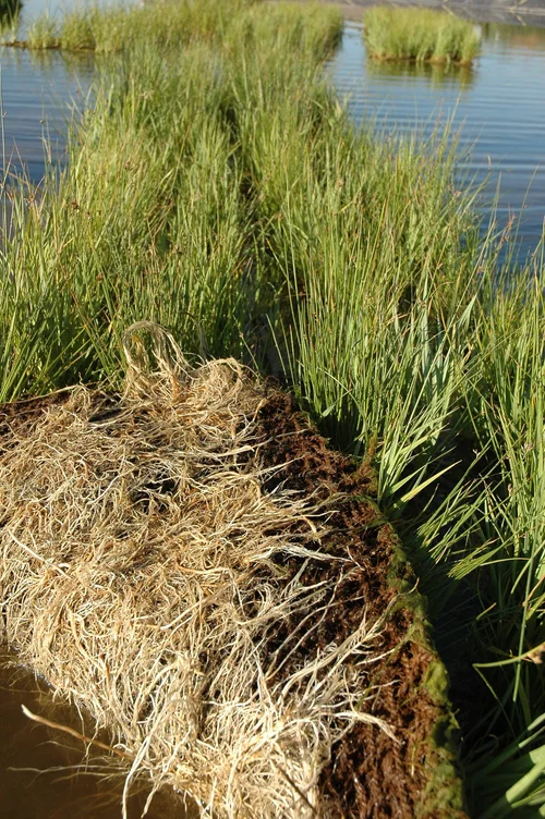 Wetland Sod — North Fork Native Plants